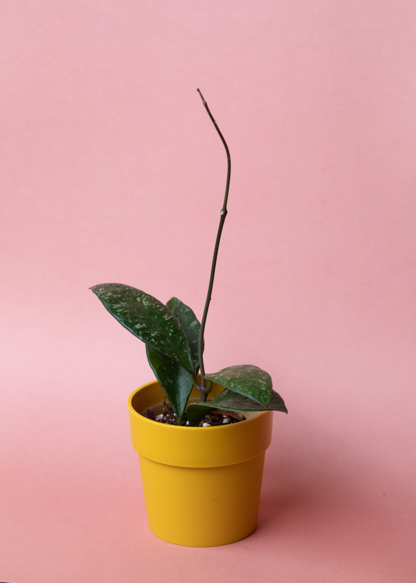 Hoyas at planty skies - Discover the wide range of wax flowers