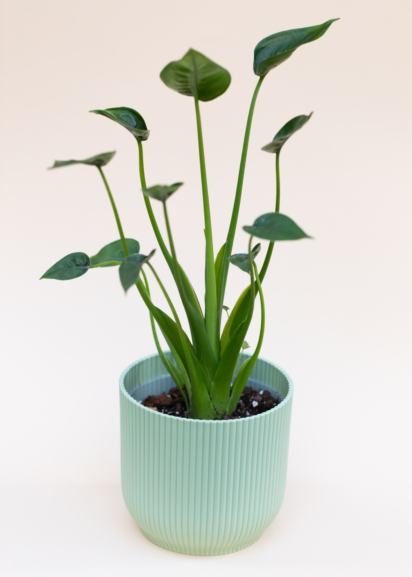 Entdecke eine Vielfalt an Pflanzenarten bei planty skies