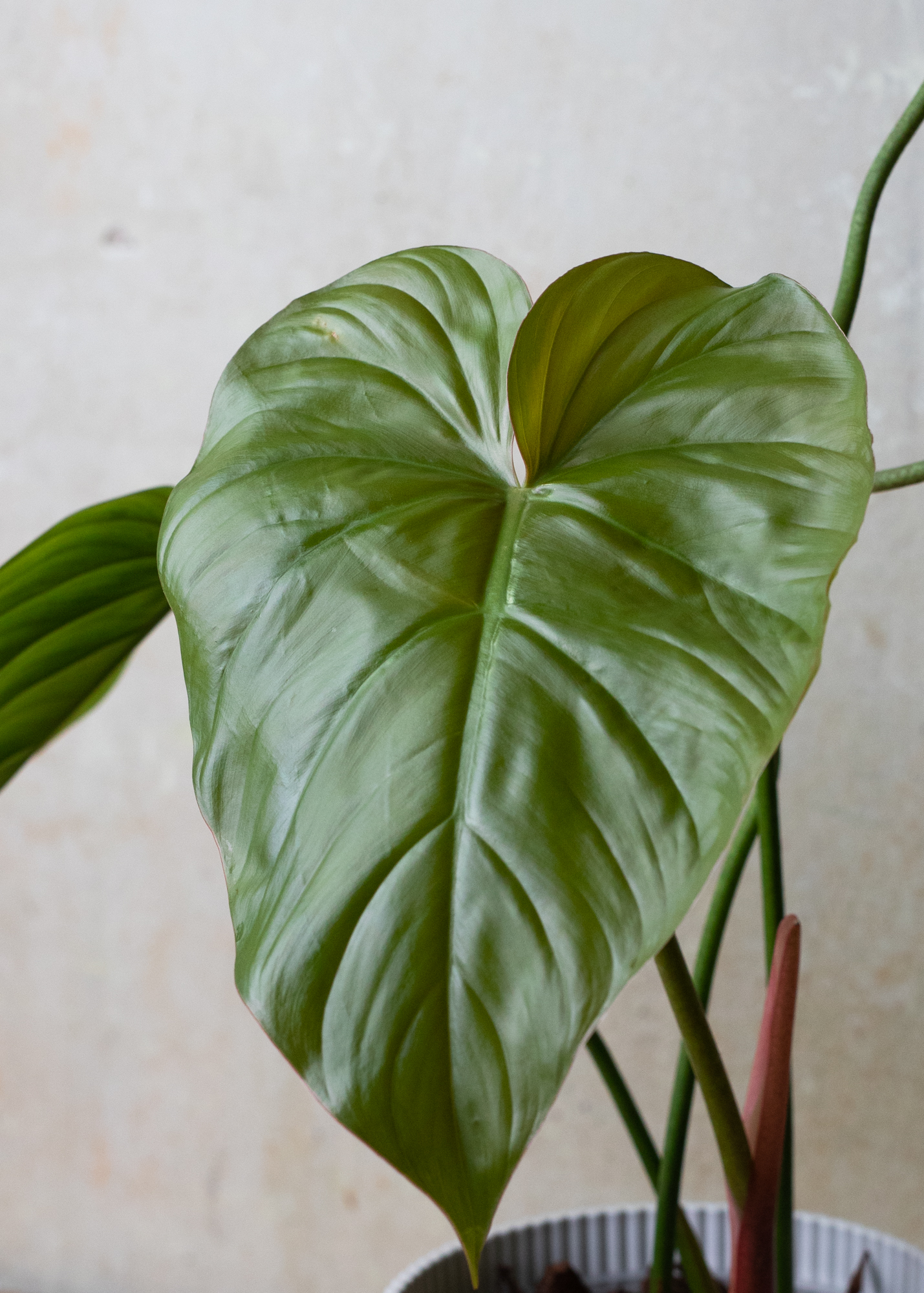 Araceae online bestellen - seltene Zimmerpflanze