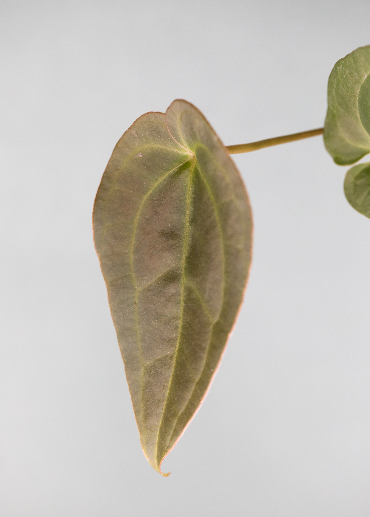 Araceae online bestellen - seltene Zimmerpflanze