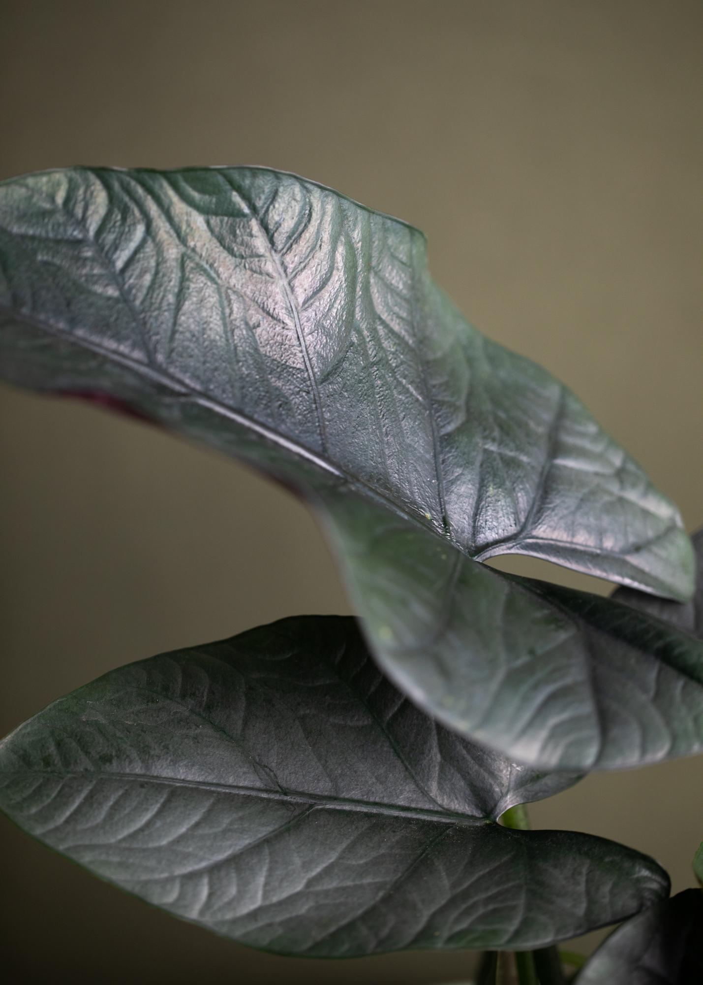 Entdecke eine Vielfalt an Pflanzenarten bei planty skies