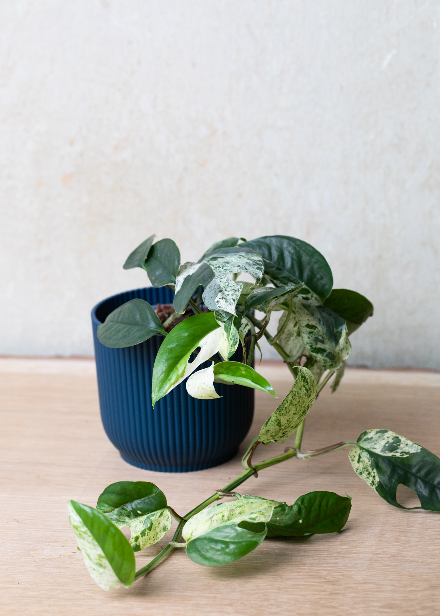 Discover rarities at planty skies - rare plants for your home