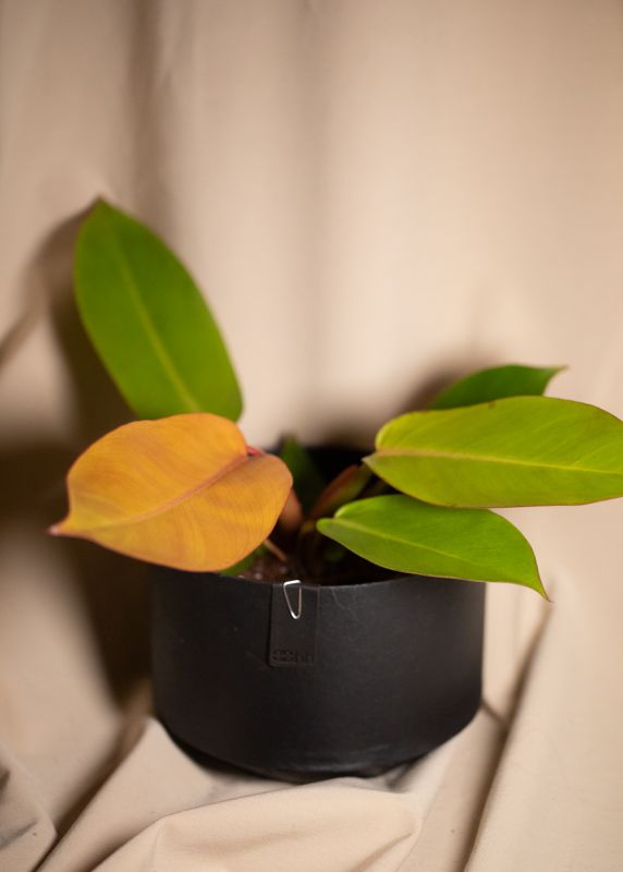 Sustainable planters for your green companions at planty skies