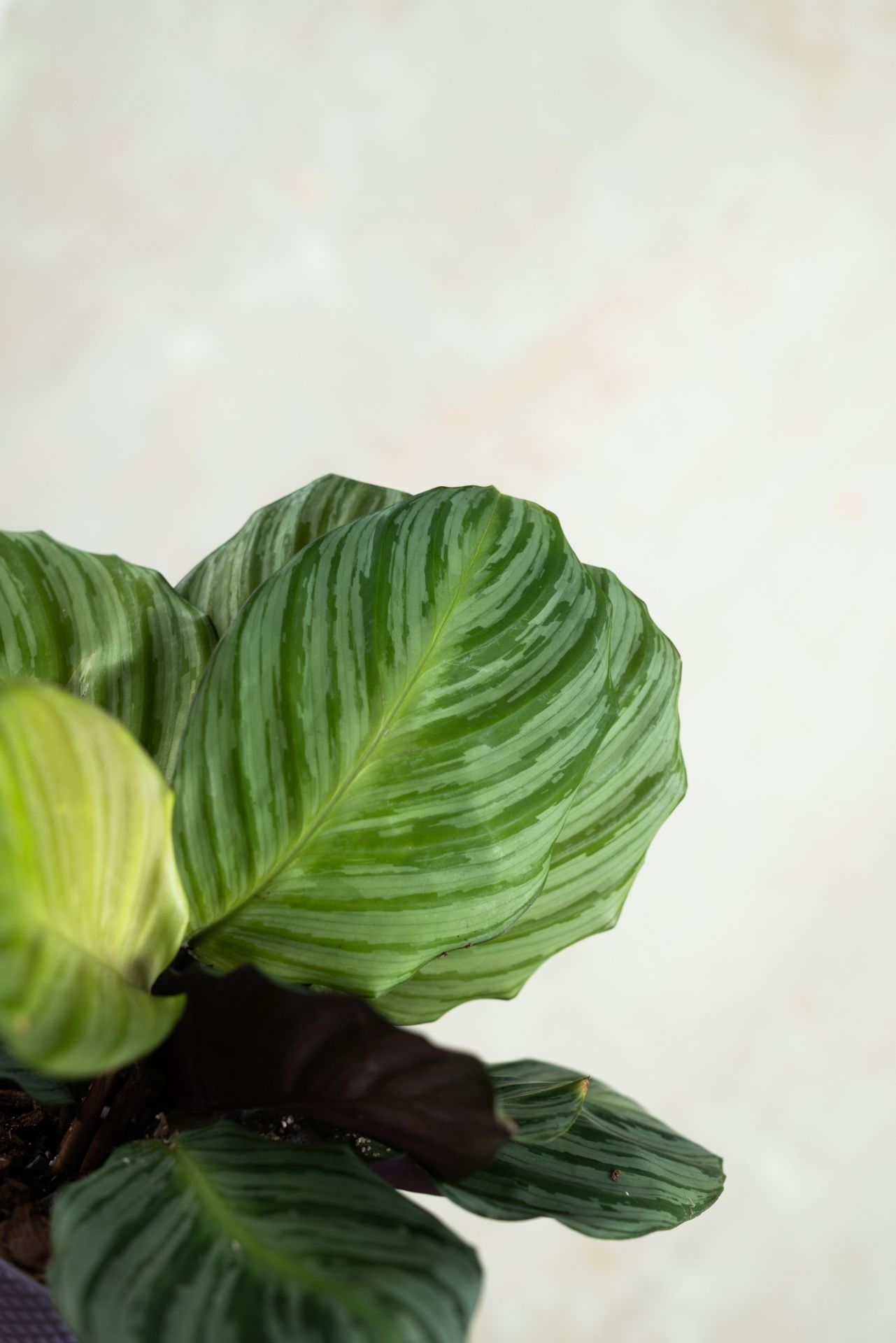 Calathea fucata ‘Yacuambi’ kaufen – seltene Goeppertia Rarität | planty ...