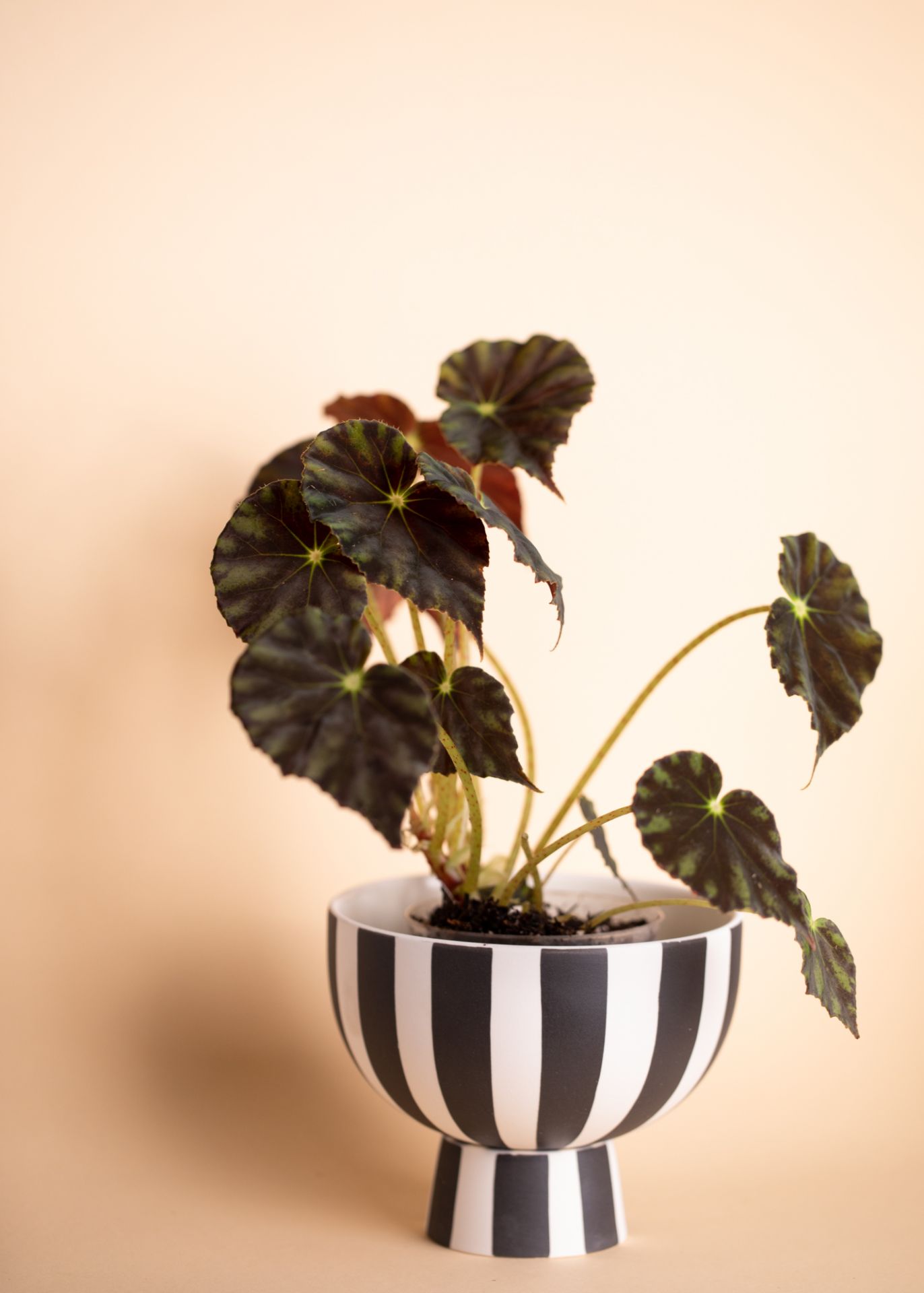 Entdecke eine Vielfalt an Pflanzenarten bei planty skies